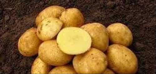 Зумба - семенной картофель почтой