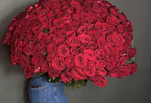151 красная роза 70см