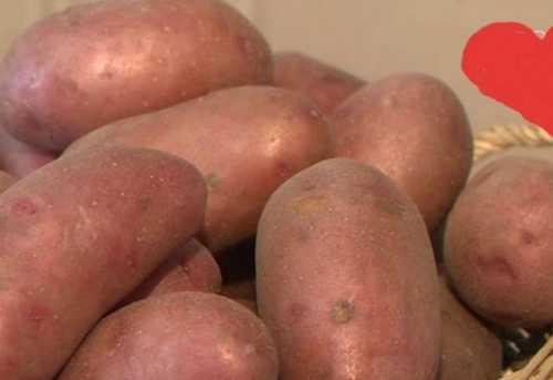 Семенной картофель