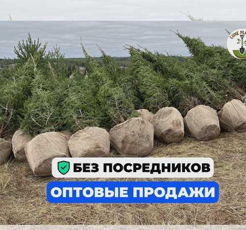 Сосна, ель, береза экстра качество