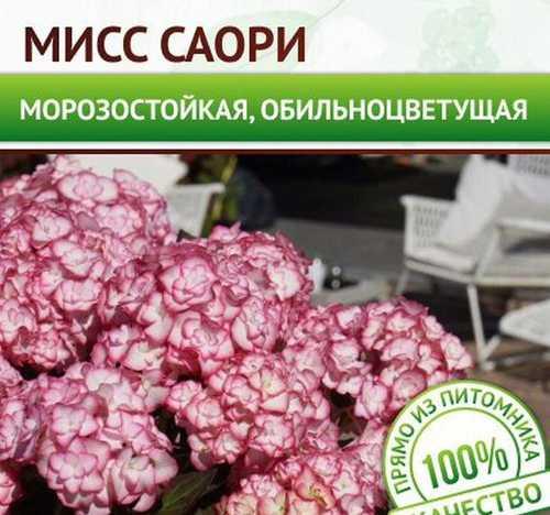 Саженцы крупнолистной гортензии Мисс Саори