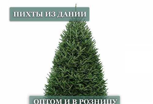 Пихта в розницу 155см
