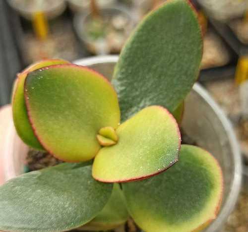 Крассула овата, Tricolor Jade