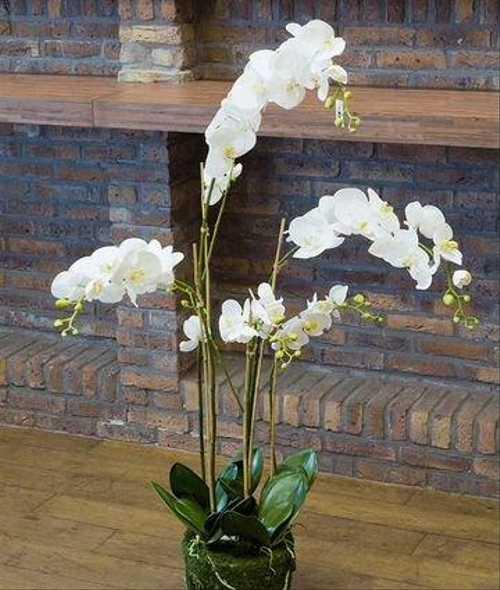 Орхидея фаленопсис белая с землёй и мхом искусстве