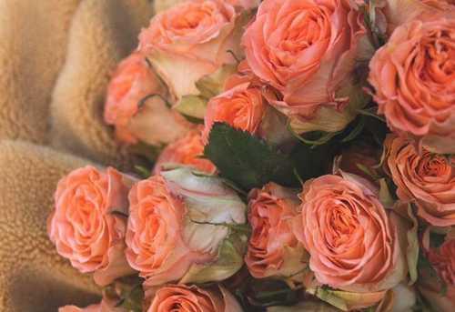 Доставка цветов Роза Голландия