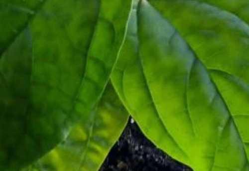 Комнатные растения-клеродендрум