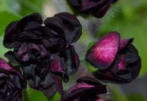 Plum desert и black rose, Tommy пеларгонии