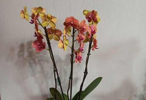Орхидея фаленопсис Сурф Сонг, 3 ствола