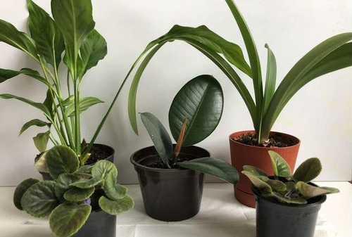 Комнатные растения (фикус, фиалки)