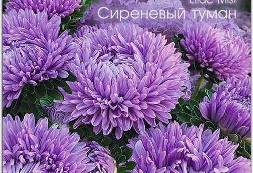 Астра Хризантелла Сиреневый туман 30 шт