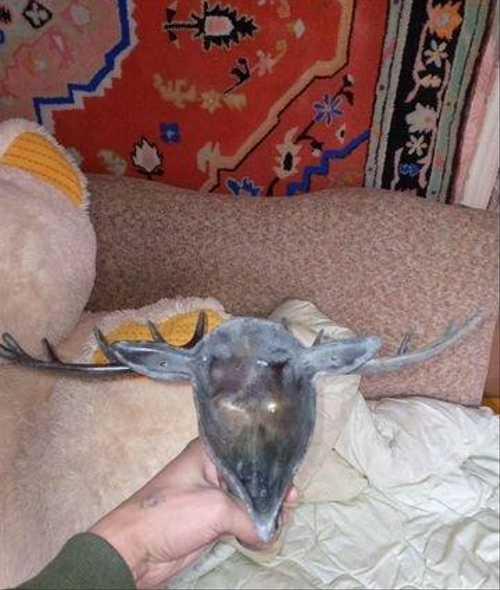 Вешалка настенная СССР голова лося с рогами в отли