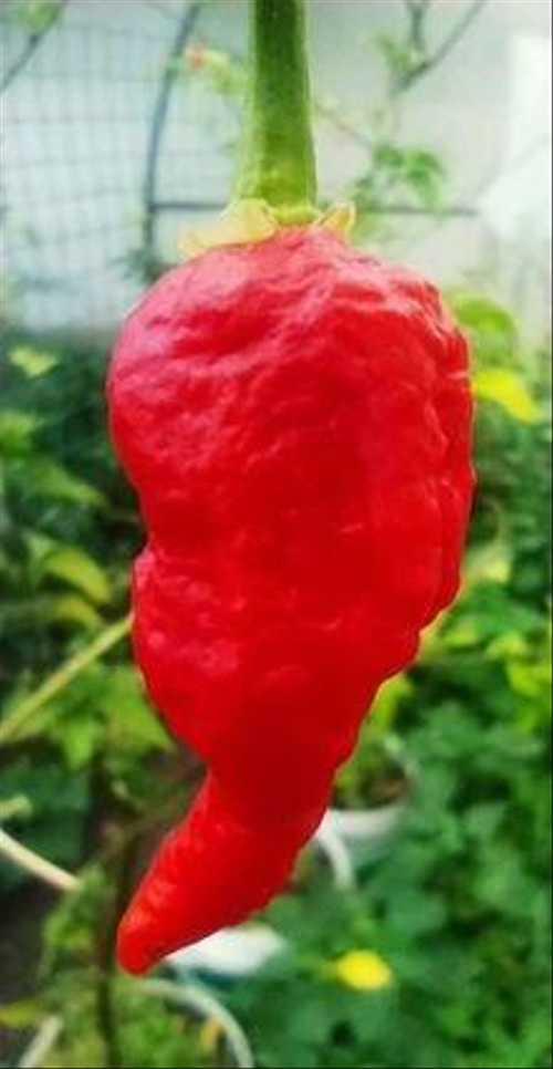 Самый острый в мире перец Carolina Reaper