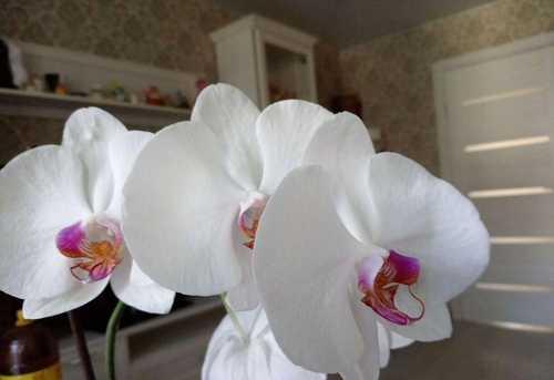 Орхидея-крупная