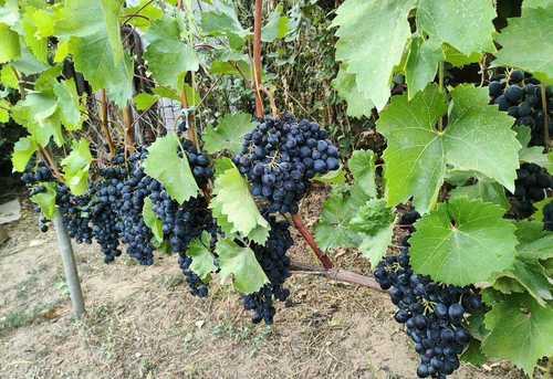 Черенки технического винограда