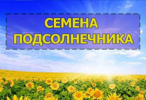 Семена подсолнечника Санмарин 421 Экспресс Гибриды