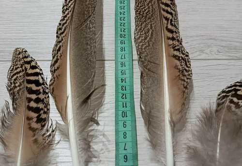 Натуральные перья павлина 4 шт