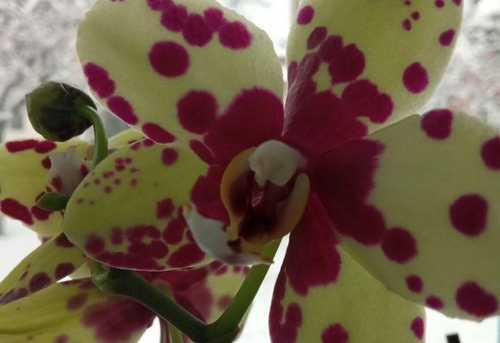 Орхидея Скрабл