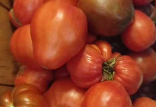 Семена сортовых томатов "Минусинских"