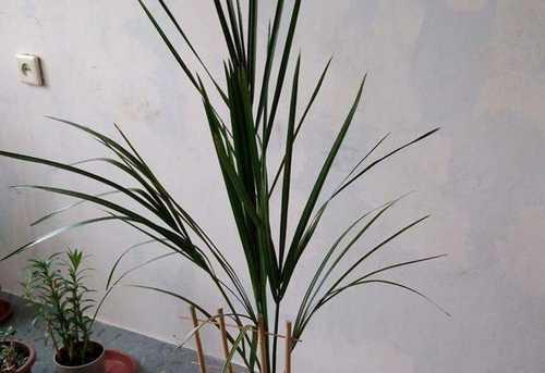 Пальма финиковая, возраст 7 лет, высота 137 см