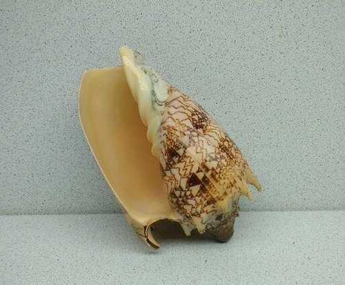 Цимбиола 11,9 морская ракушка раковина