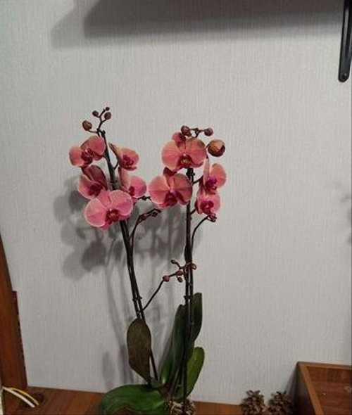 Орхидея фаленопсис Narbonne, 2 ствола