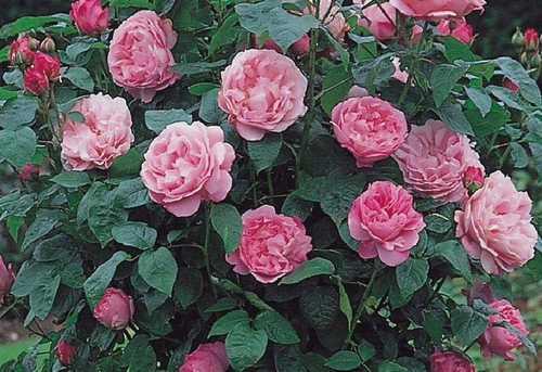 Роза английская Мэри Роуз 1 шт
