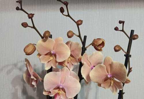 Орхидея фаленопсис Осенний Ветер, 3 ствола