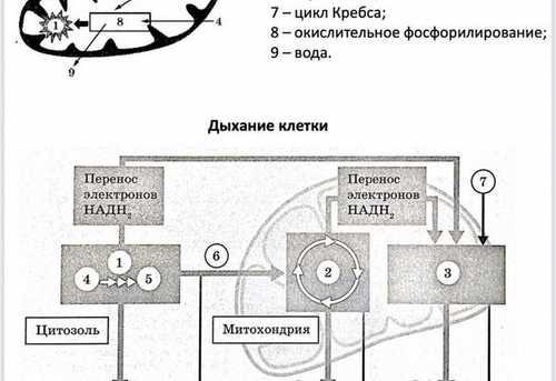 Картинки ЕГЭ биология