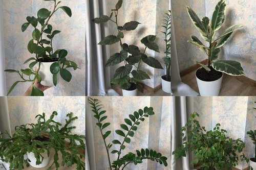Крупные комнатные растения