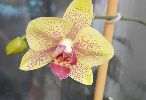 Орхидея фаленопсис детка зкс