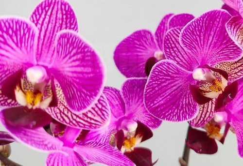 Кора сосны грунт для орхидей