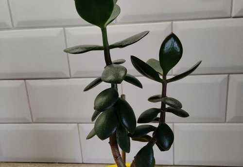 Толстянка Crassula Ovata и крупнолистная Halk