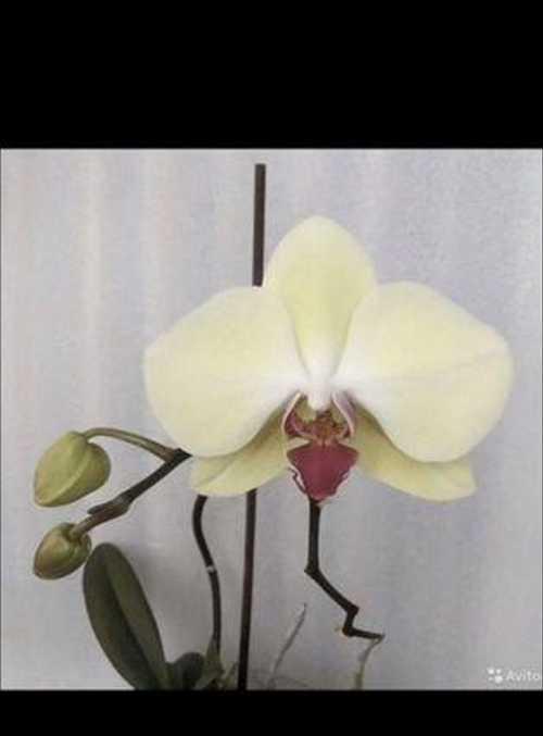 Сортовая орхидея фаленопсис