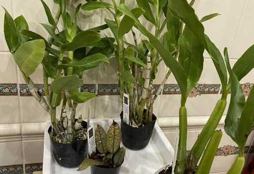 Интересные орхидеи- дендробиум, целогина, псих