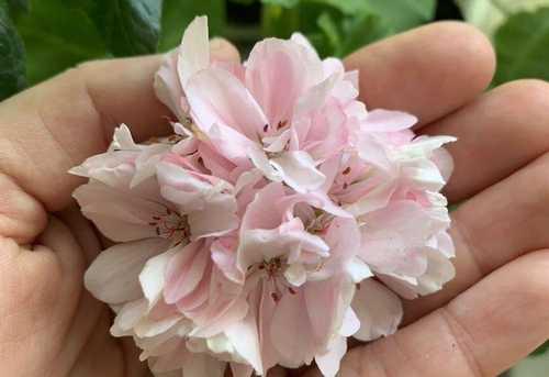 Герань пеларгония розебудная Swanland pink