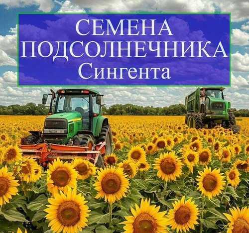 Семена подсолнечника Сингента Гибриды