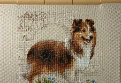 Картина Шелти колли собака вышитая крестиком
