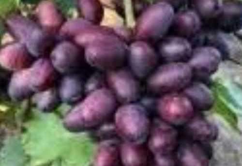 Вегетирующие саженцы новых форм винограда