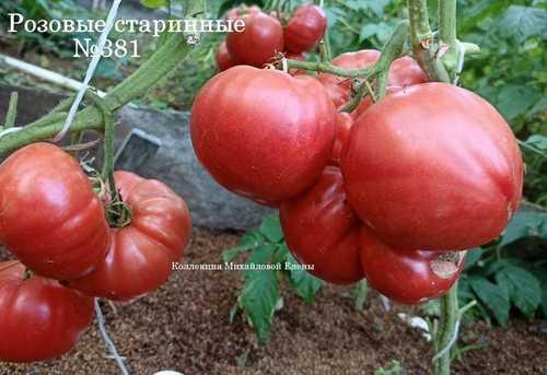 Семена томата старинные Розовые