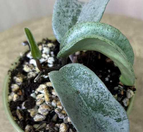 Хойя Grey Ghost