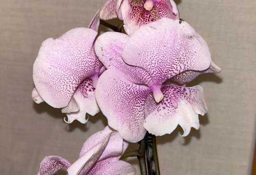 Орхидея фаленопсис биг лип Квин кис