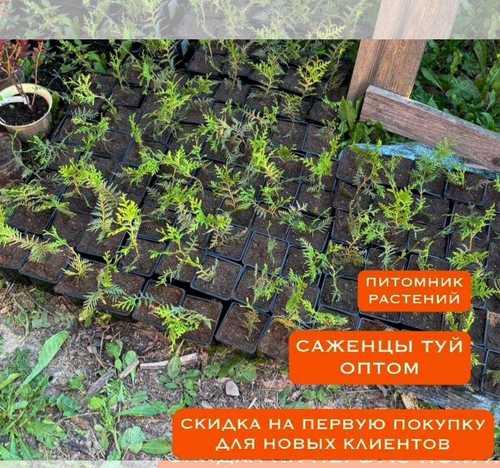 Купите Тую Смарагд для вашего сада