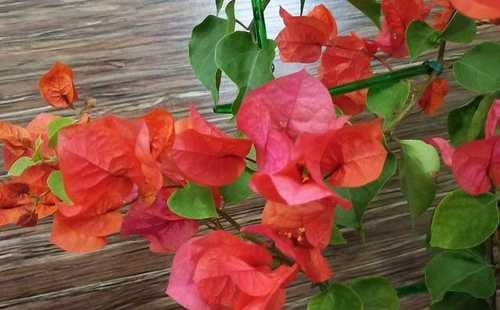 Бугенвиллия Bois de roses