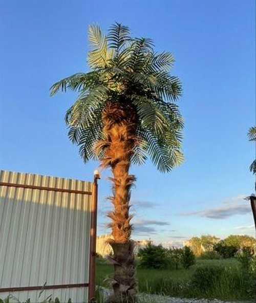 Искусственная пальма
