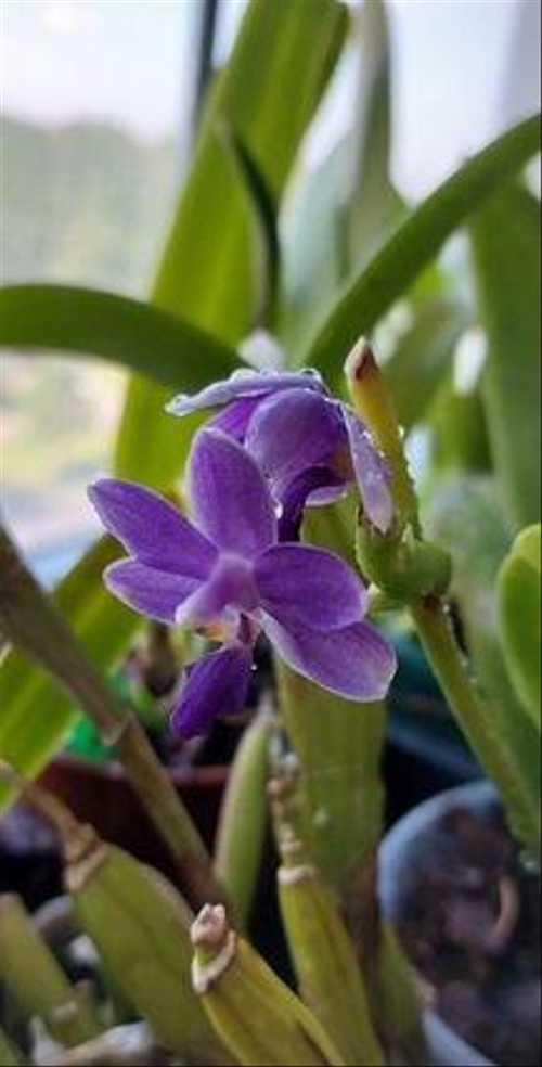 Орхидея фаленопсис Summer Rose "Blue Star"
