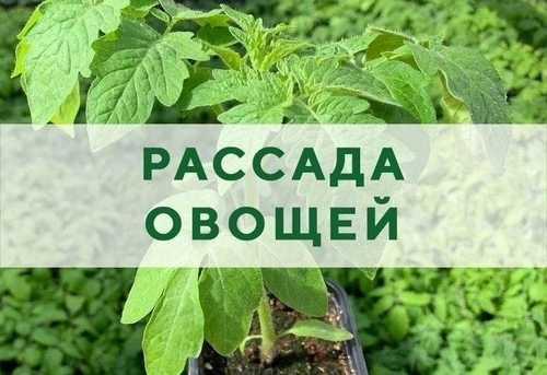 Рассада помидор перцев баклажан огурцов