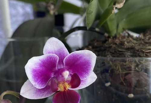 Мини орхидея фаленопсис Phal. Sogo Jessica