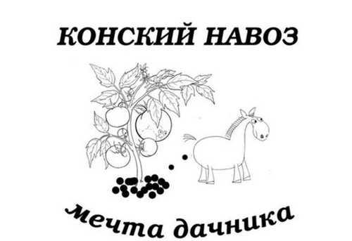 Чистый конский навоз