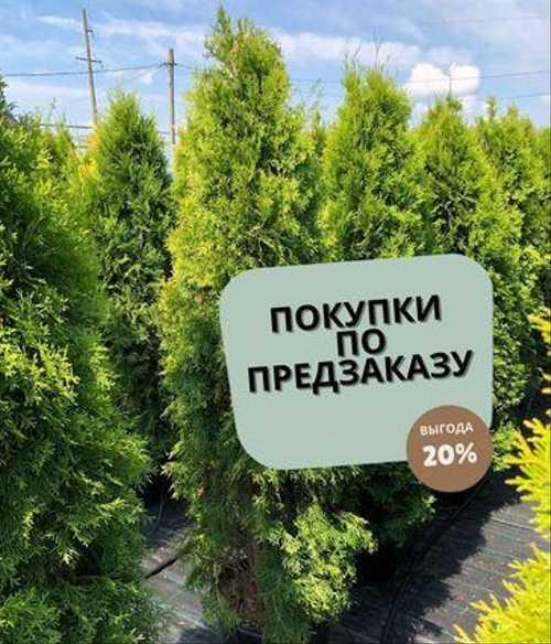 Хвойница. Туи реклама. Саженец украл. Табличка посажена туя. Туи из частного сектора воровал.