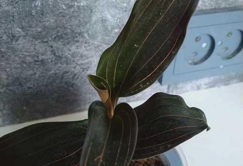 Орхидея Лудизия Red velvet
